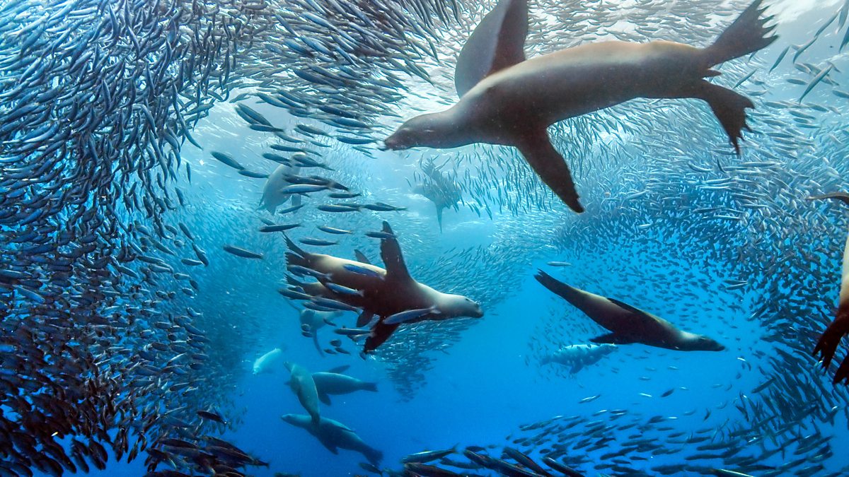 BBC One - The Hunt, Hunger at Sea (Oceans), Sardine Feast