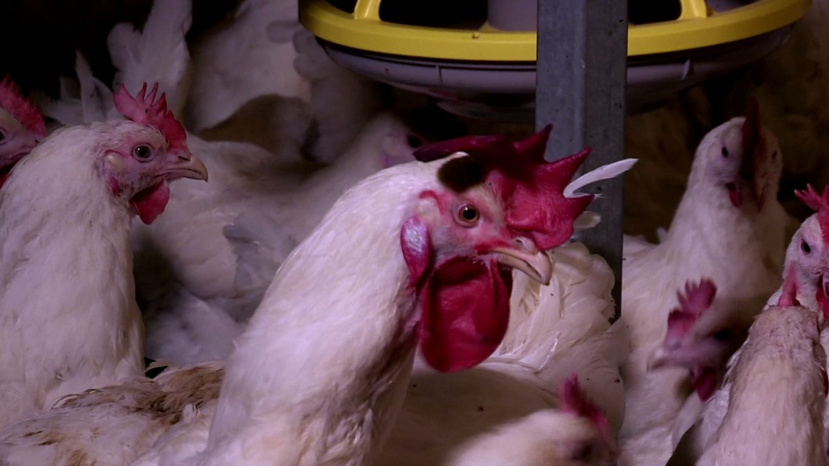 BBC One - The Chicken People, Episode 2, Scary roosters