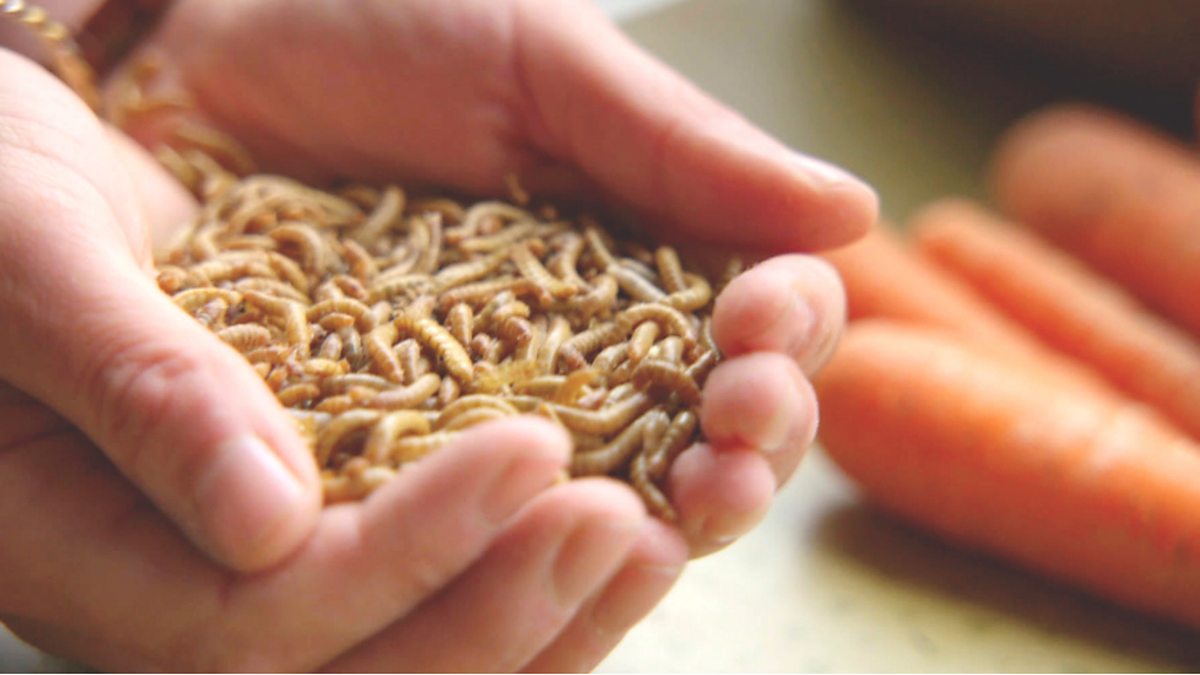 BBC One - Tomorrow's Food, Episode 1, Web exclusive: Mealworms Part 1