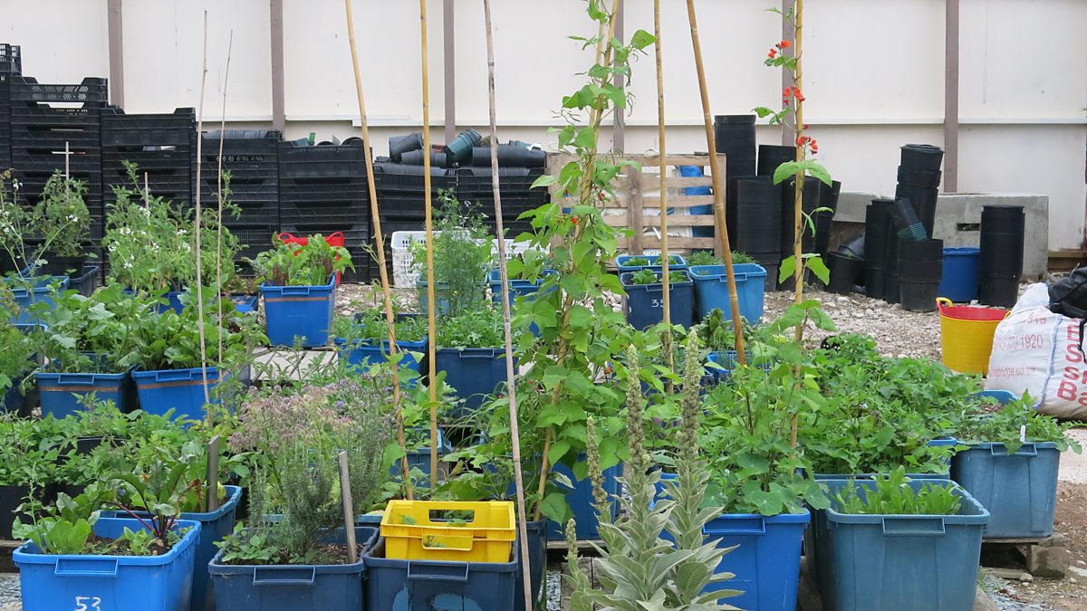 BBC Arts - Get Creative - Potters set their sights on planters