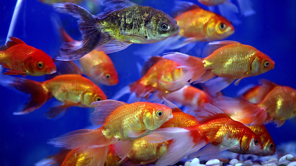 BBC Radio 5 Live - 5 Live In Short, Do fish really have a three second ...