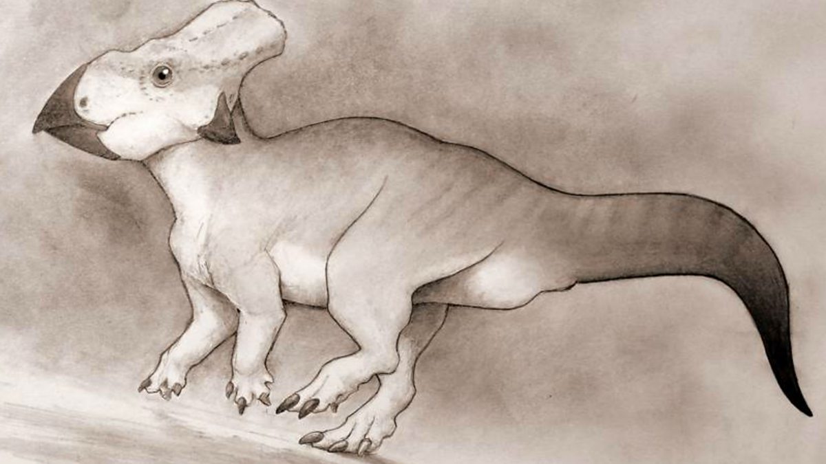 BBC World Service - Newsday, The dinosaur that tells us more about ...