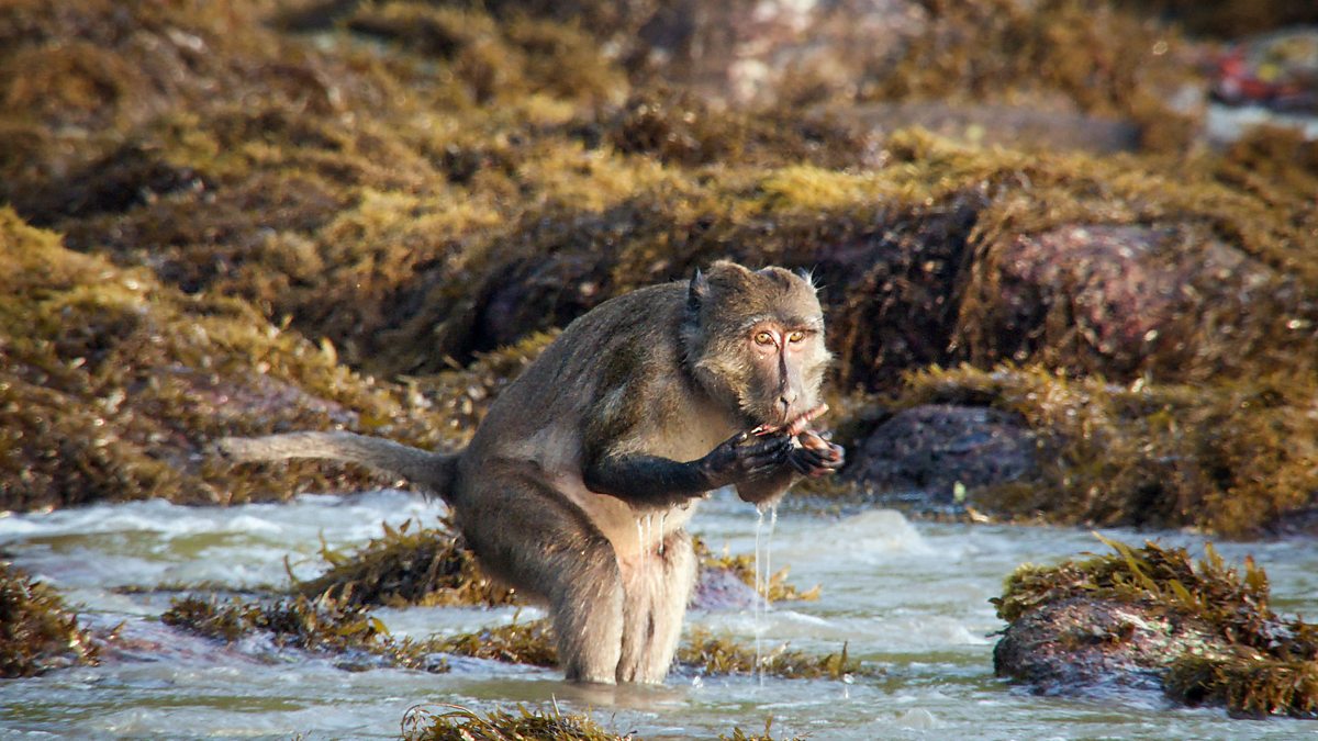 BBC One - Long-tailed macaques - The Hunt, Race Against Time (Coasts ...