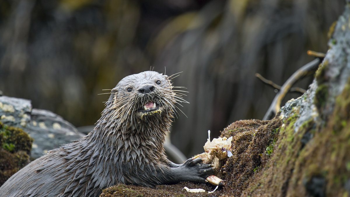 BBC One - The South American marine otter is the world’s smallest sea ...