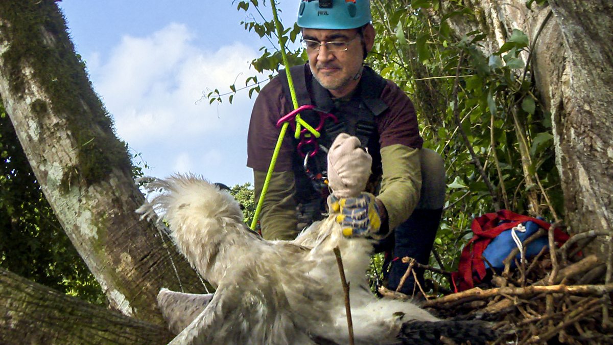 BBC One - The Hunt, Living with Predators (Conservation), Risking his ...