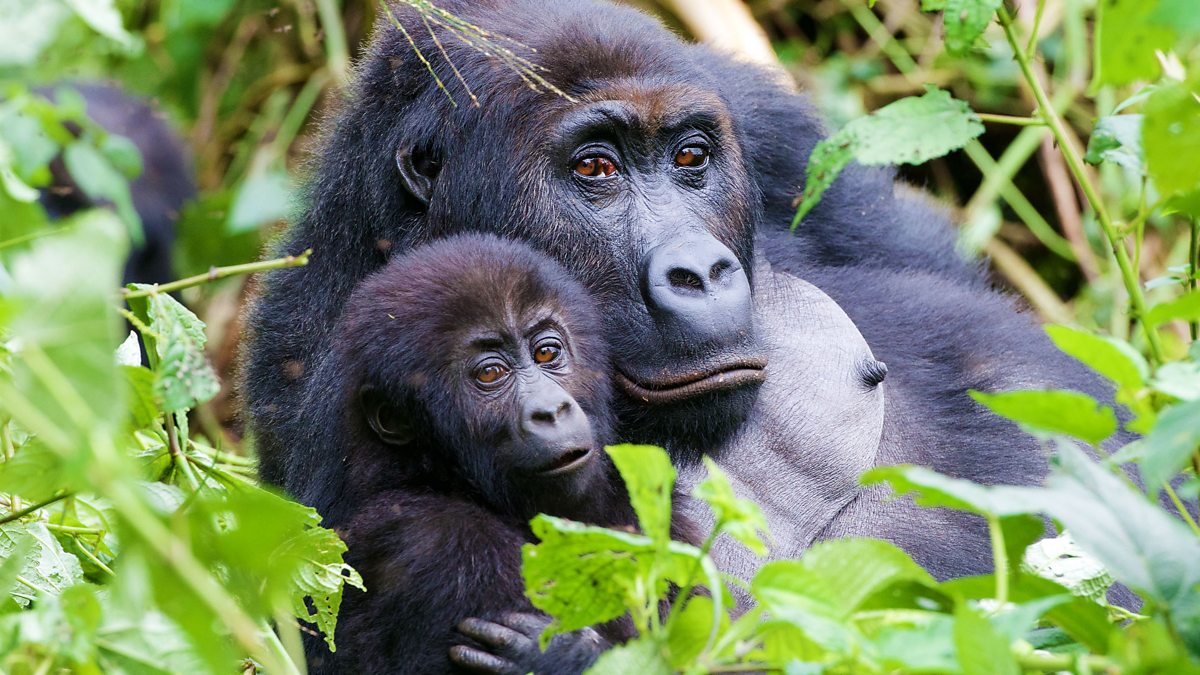 Mountain Gorilla Family