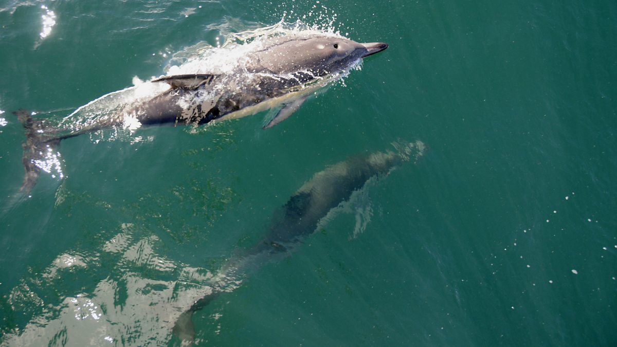 BBC Radio 2 - Jeremy Vine, Dolphin cooking live on Radio 2