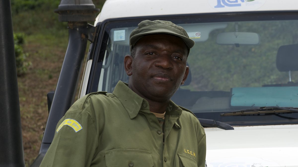 BBC Two - Gorilla Family & Me - A future for gorillas and guards