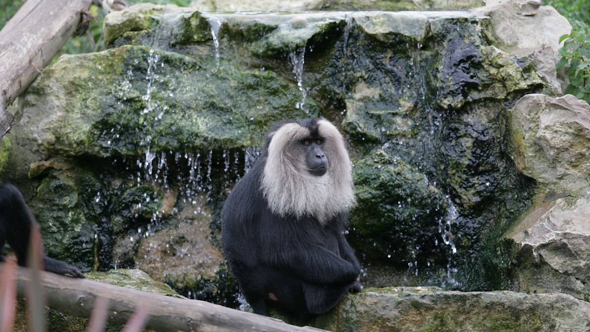 BBC Radio 5 Live - 5 Live In Short, Missing monkey on the run in Kent