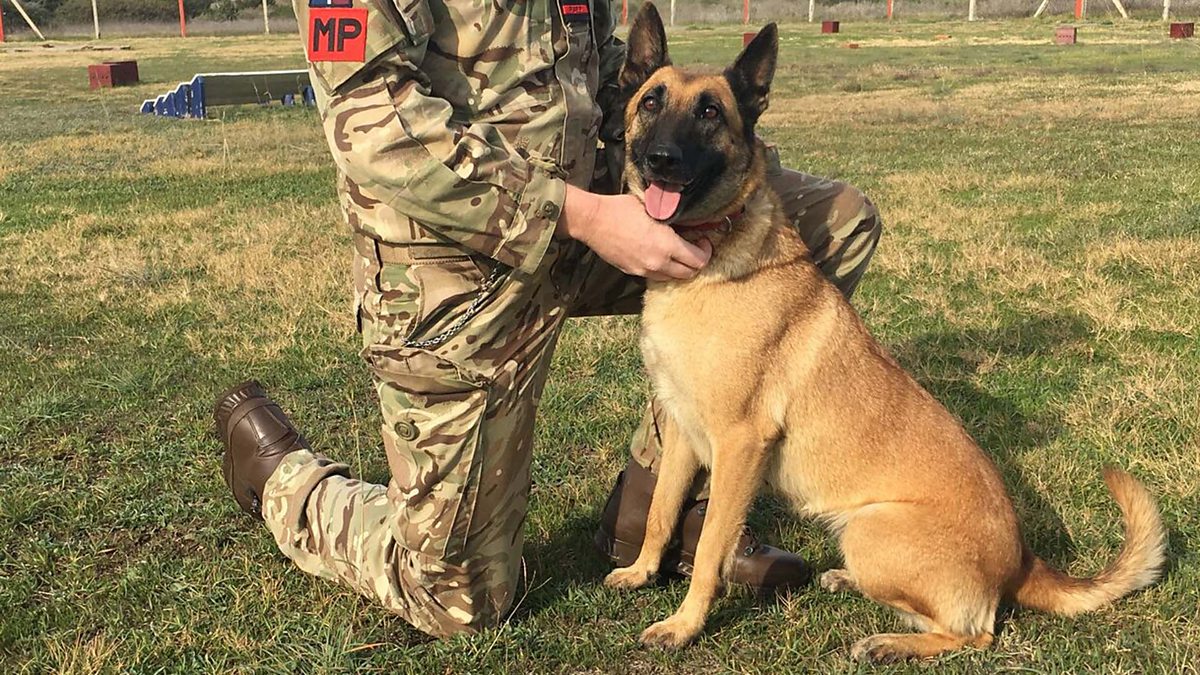 BBC Radio 5 Live - 5 Live In Short, RAF Akrotiri: How are dogs trained ...