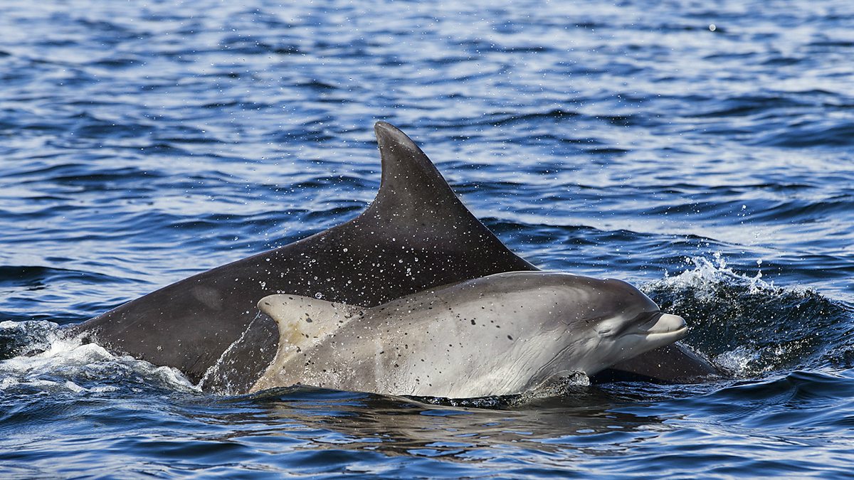 BBC World Service - Discovery, Scotland’s Dolphins