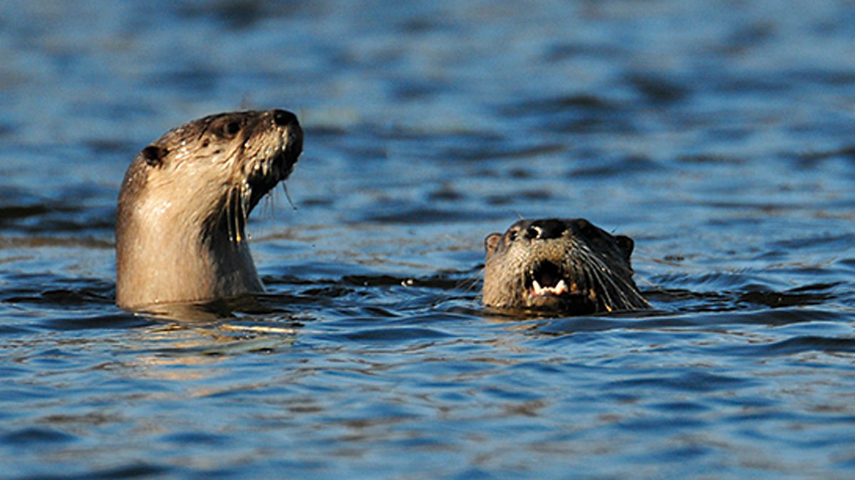 BBC Radio 4 - Six O'Clock News, Otters thriving in the middle of Sheffield