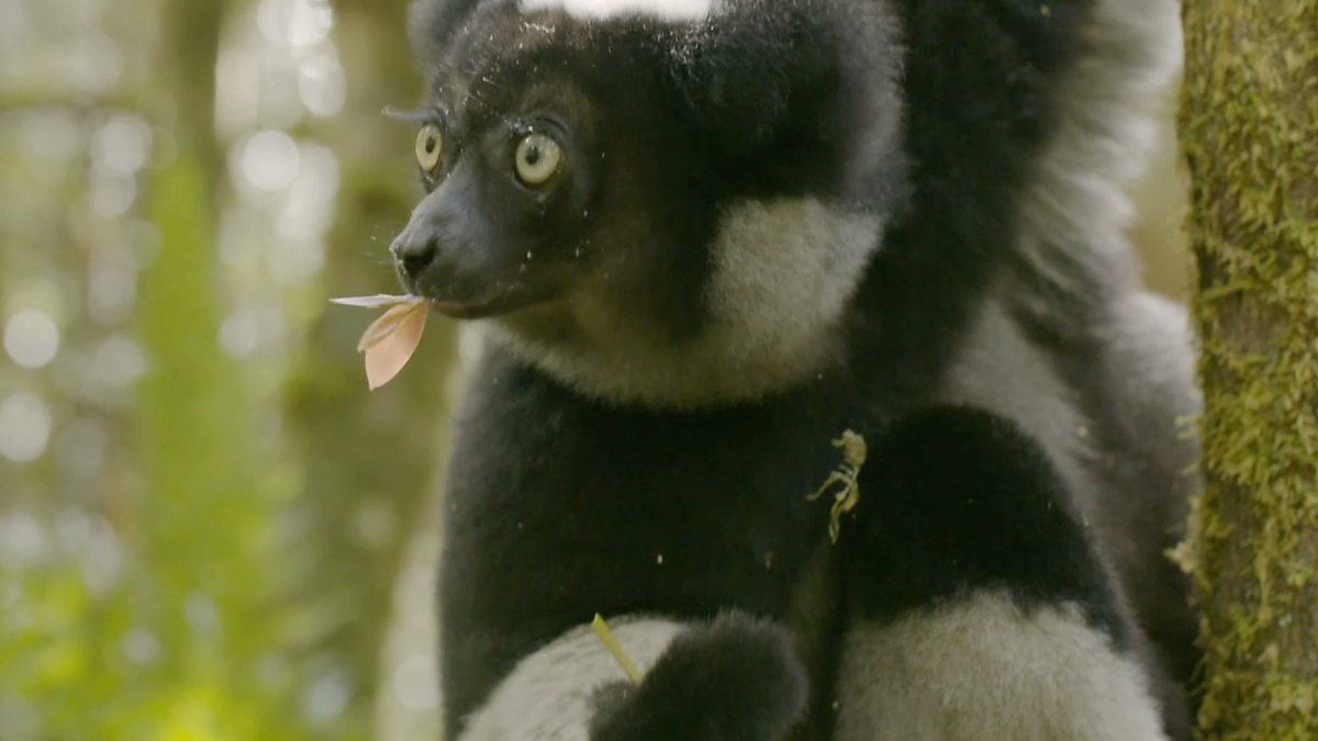 BBC Four - Nature's Wonderlands: Islands of Evolution, Madagascar: A ...