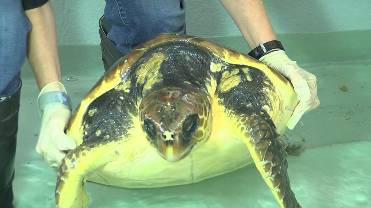 BBC World Service - Newsday, Does this turtle really need a private jet?