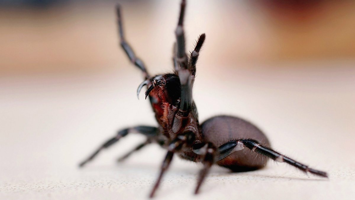 BBC Radio 5 Live - 5 Live In Short, How do you milk a deadly spider?