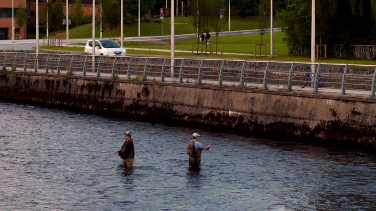 BBC One - The River Taff with Will Millard, Series 1, Episode 1, Trout ...