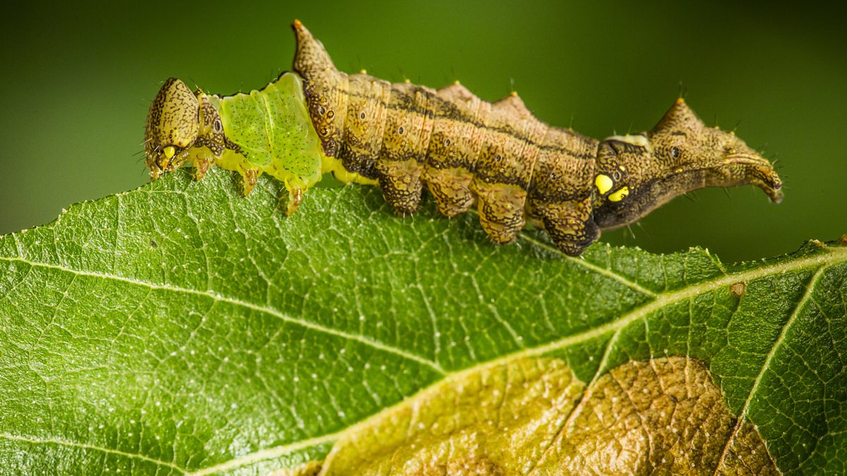BBC Two - Unicorn caterpillar (Schizura unicornis) - Earth's Greatest ...