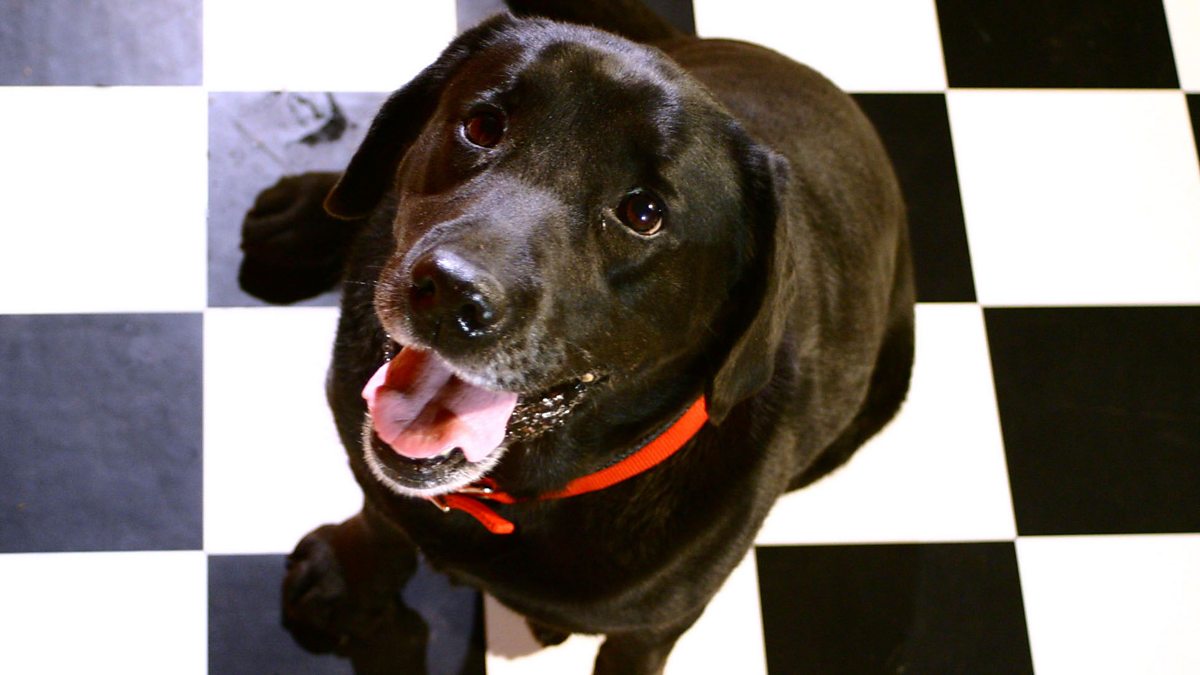 BBC Radio 5 Live - 5 Live In Short, Paper plate test: Find out how ...