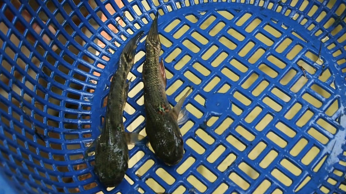 BBC World Service - Newshour, Zika: Can fish help stop the spread of ...