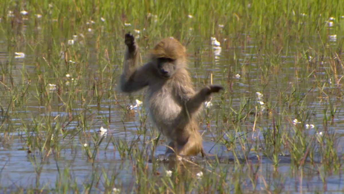 BBC Two - Earth's Greatest Spectacles, Okavango, The baboon dance