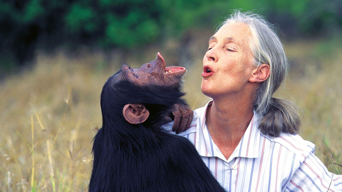 BBC World Service - Outlook, Chimps Taught Me How to Be a Mother, 'It ...