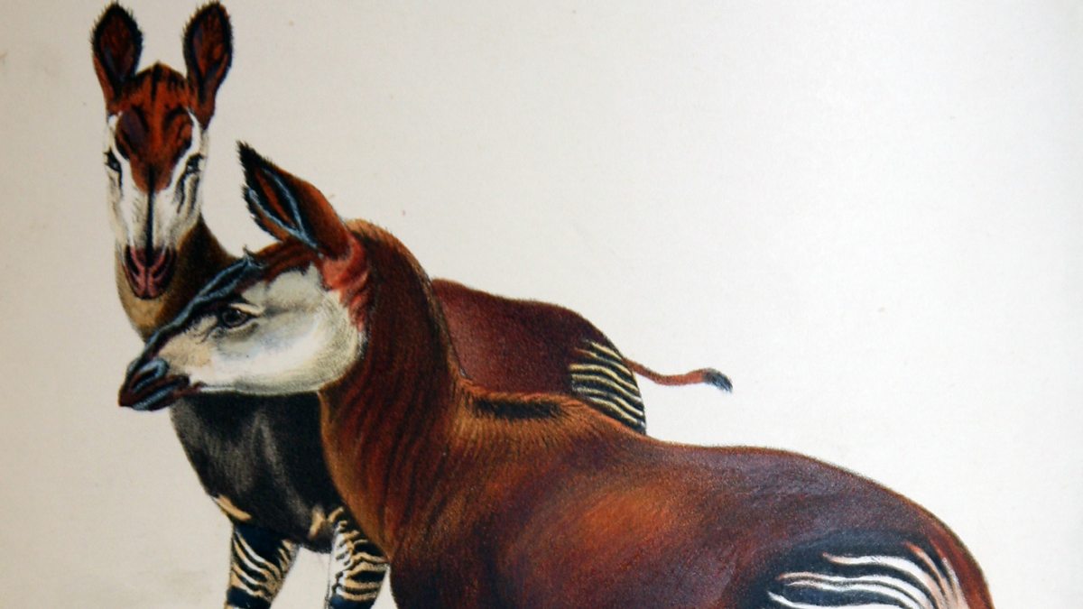 BBC World Service - Weekend, Saving the elusive Okapi
