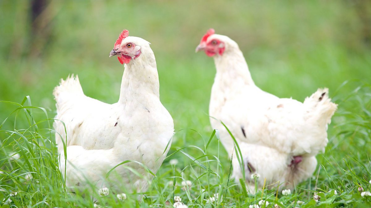 BBC Radio Gloucestershire - Kate Clark, 21/02/2016, Cackleberry Farm ...