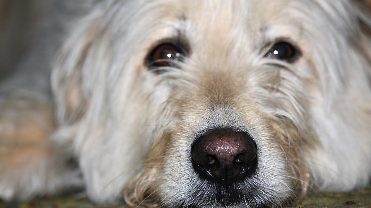 BBC One - The One Show - Dog theft - Appeals