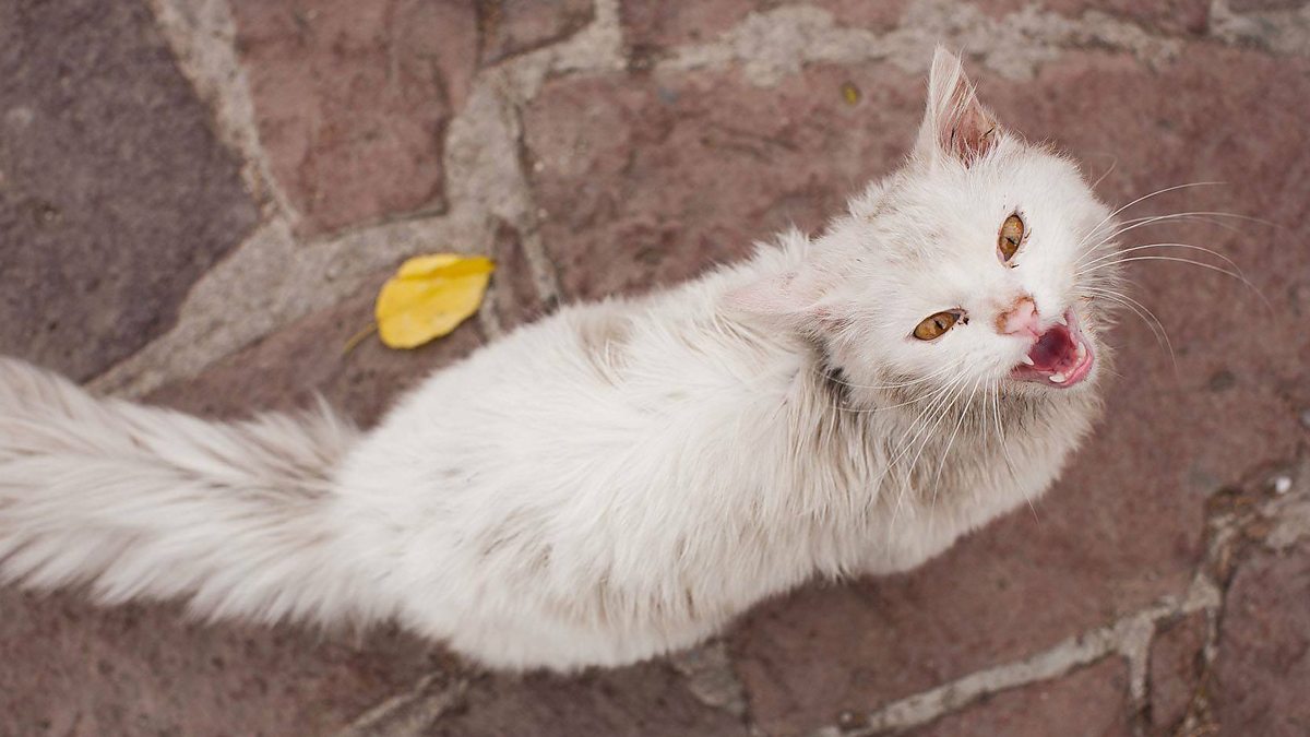 BBC World Service - Outlook, The adventures of the refugee cat