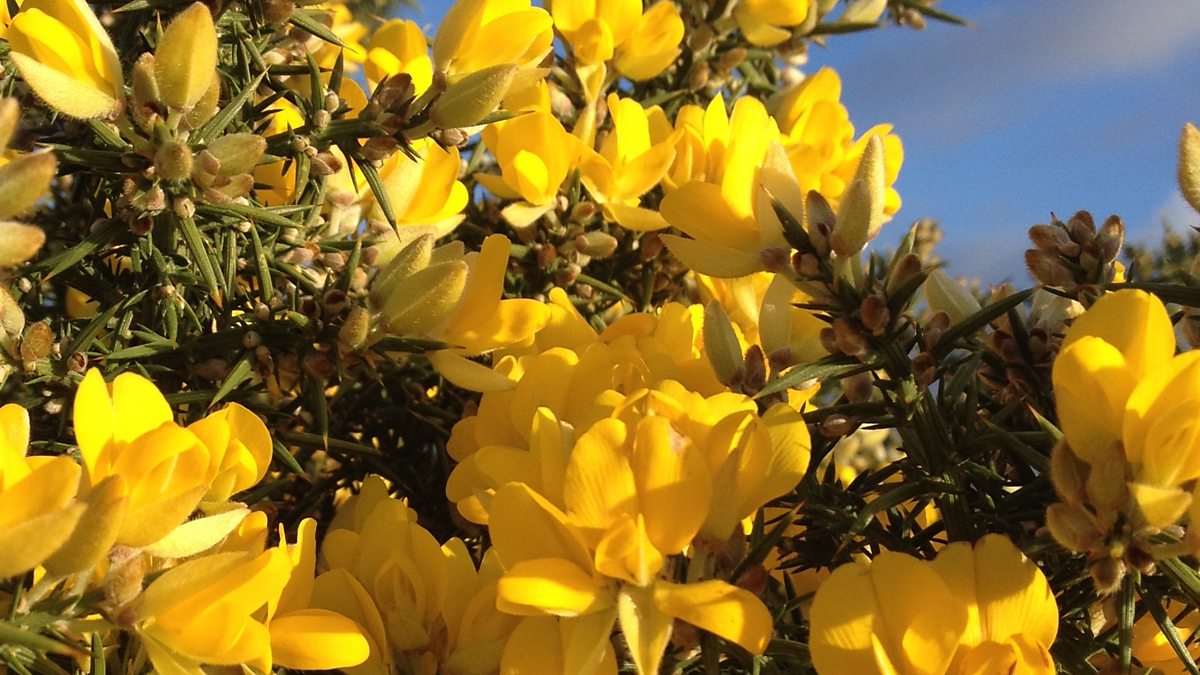 BBC Blogs - Springwatch - A splash of colour in the monochrome months