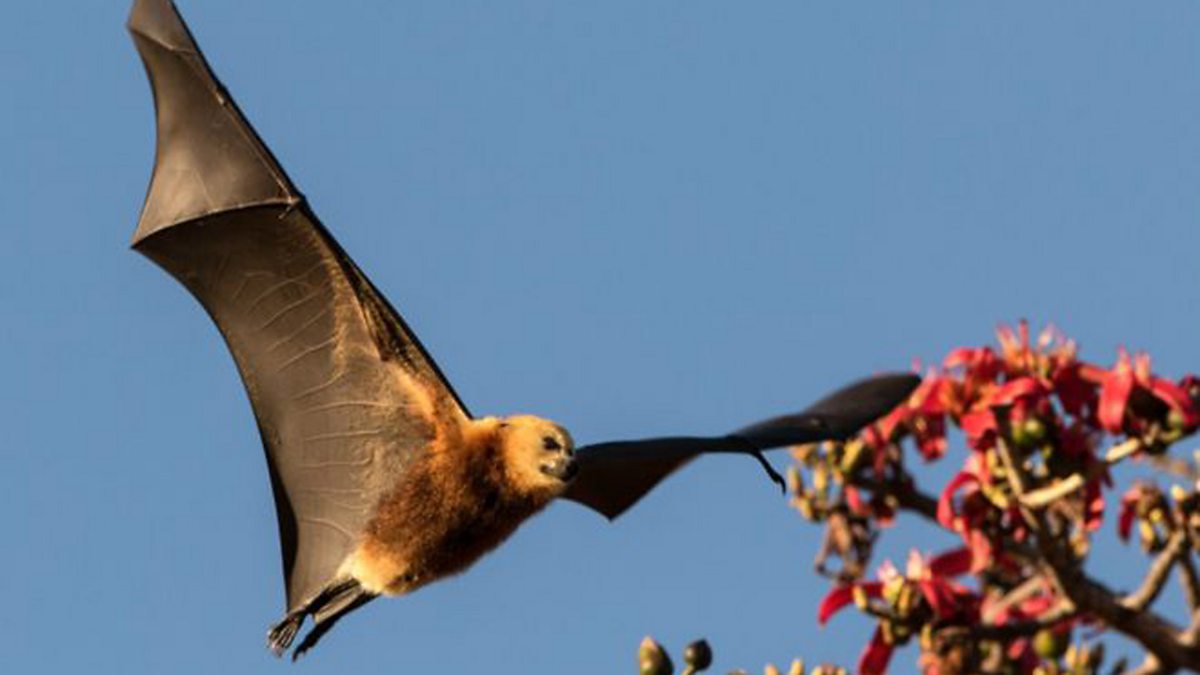 BBC World Service - The Fifth Floor, Battling Bats in Mauritius