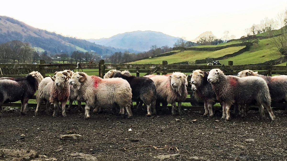 BBC Radio 4 - On Your Farm, Herdwicks of Grasmere