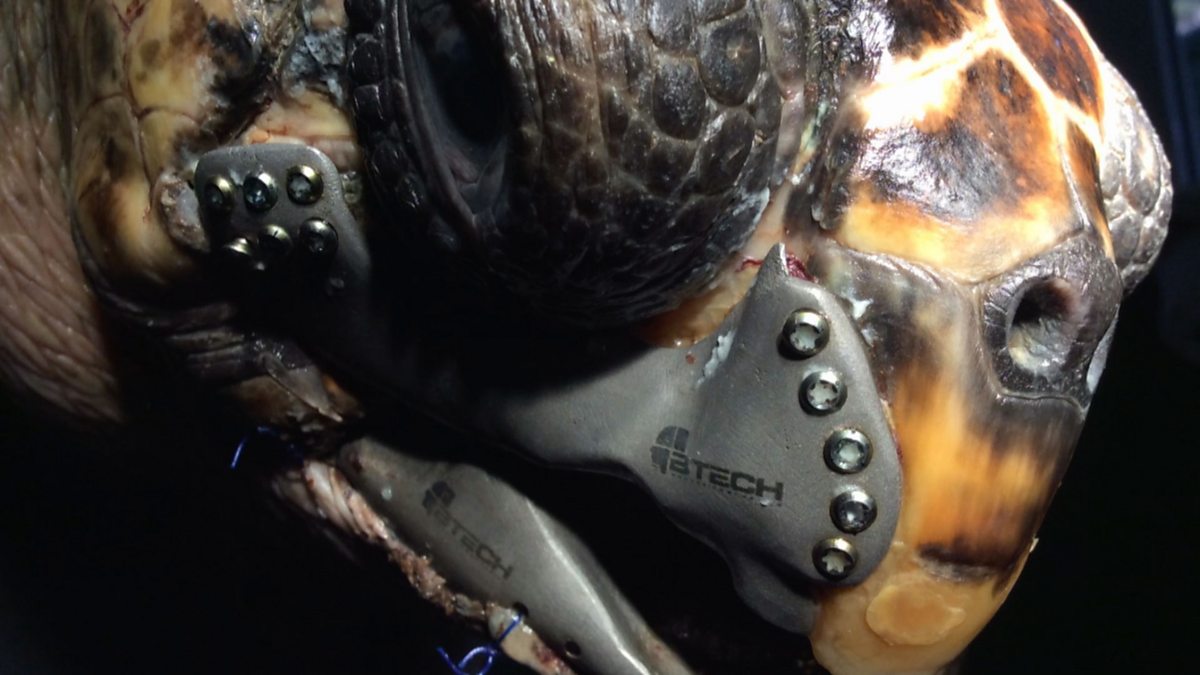 BBC Two - World's Weirdest Events, Episode 8, Animal prosthetics