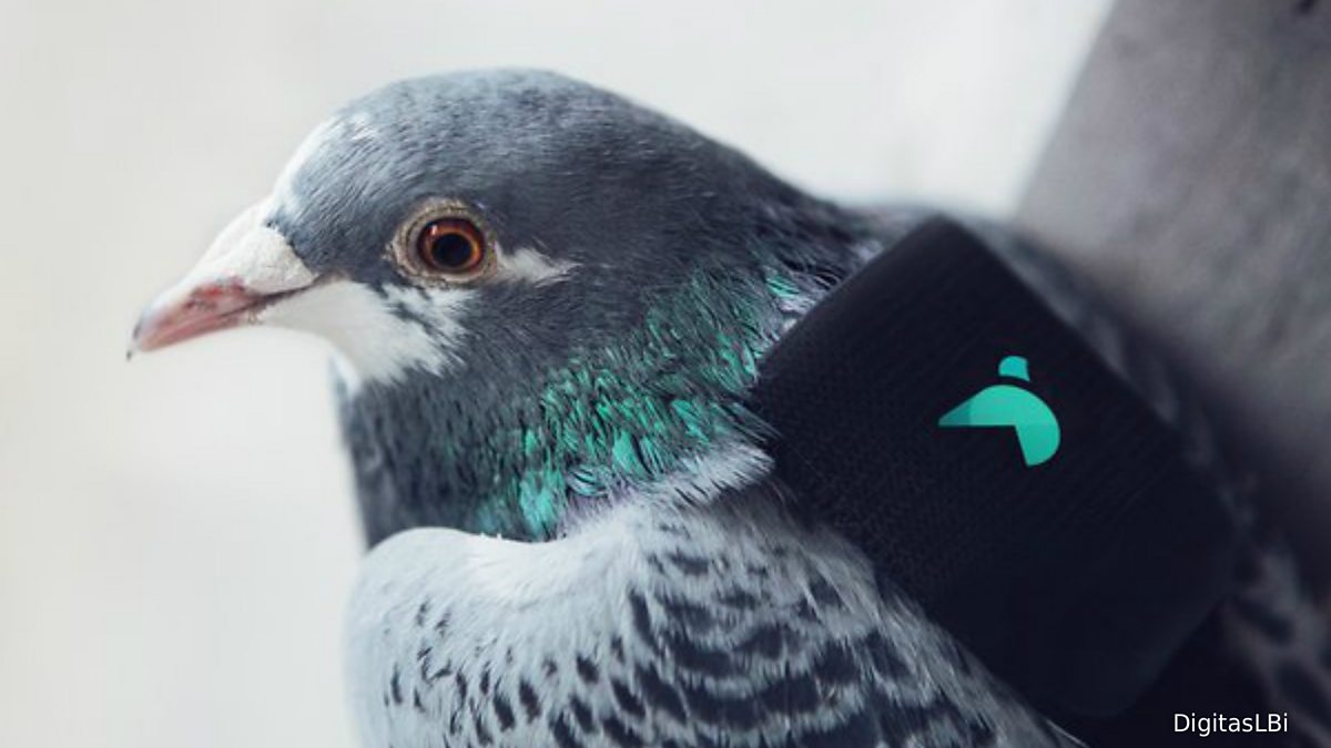 BBC Radio 4 - PM, Pigeons on patrol