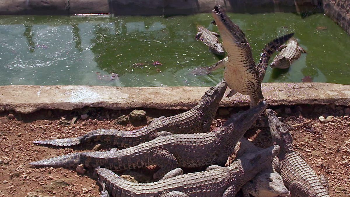 BBC News - The Travel Show, Cuba, Meet Cuba's endangered leaping crocodile