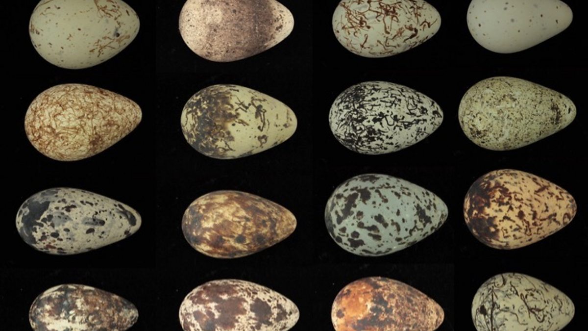 BBC Blogs - Springwatch - The science of eggs