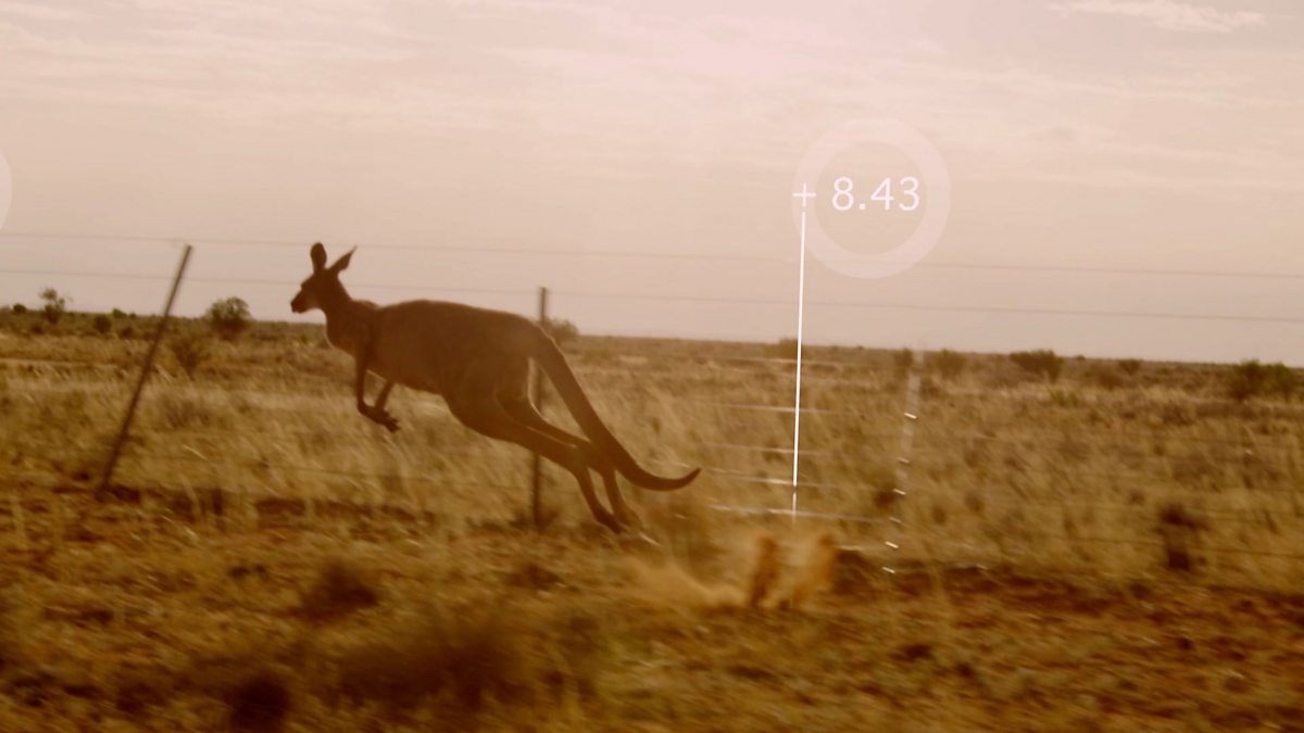 BBC One - Life in the Air, Defying Gravity, How kangaroos move so fast ...