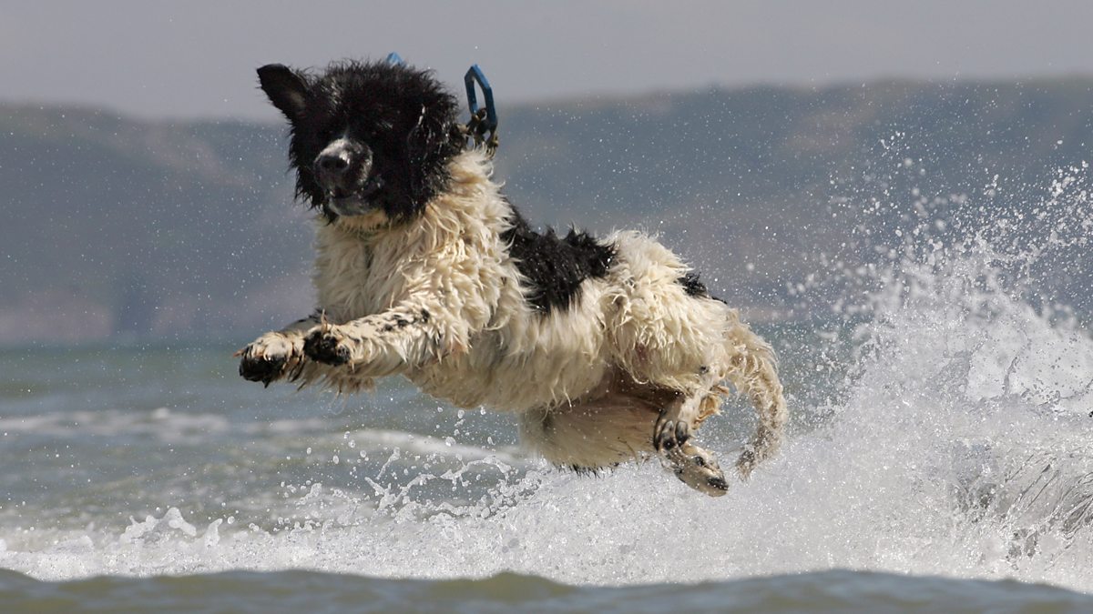 BBC Radio 5 Live - 5 Live In Short, Whizz the life-saving dog: 'He gave ...