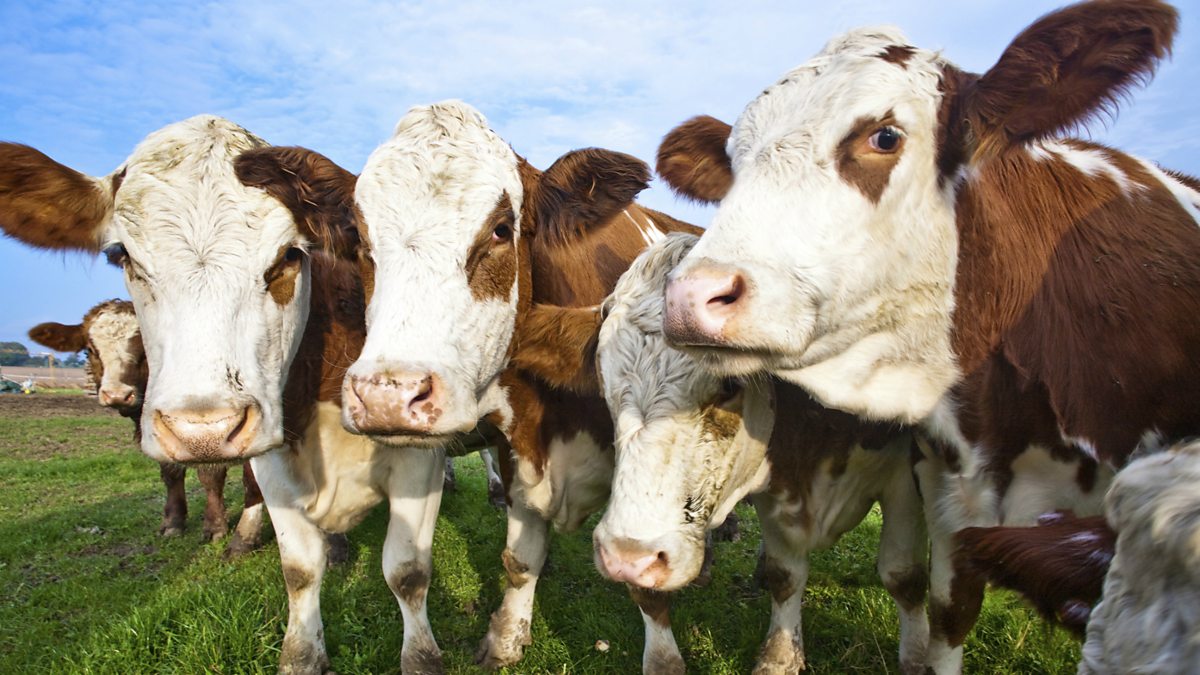 BBC World Service - World Update: Soundscapes, Contented cows in Kansas