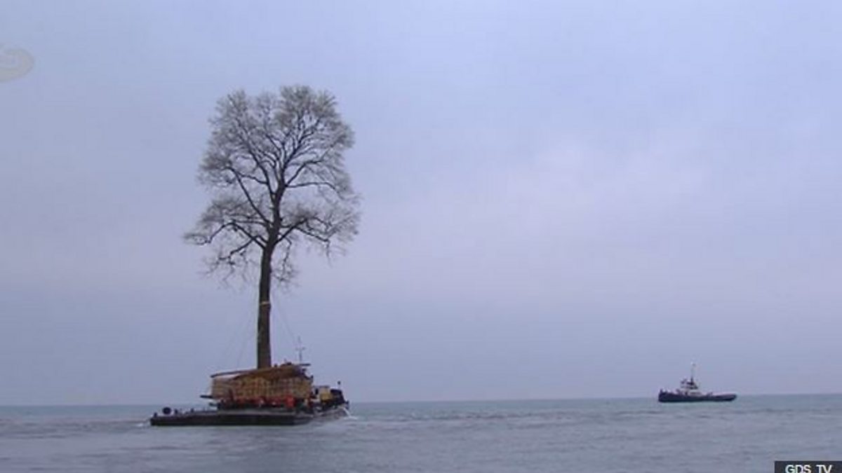 BBC World Service - BBC OS, Georgia's 'swimming tree' goes viral
