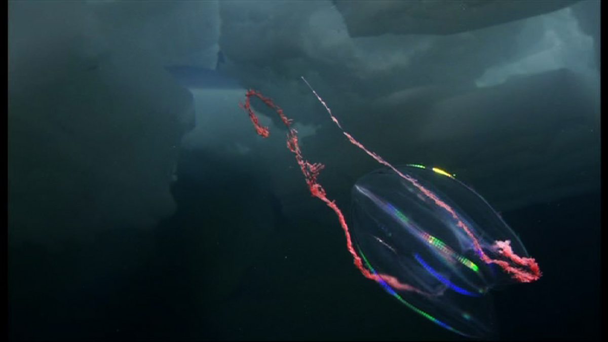 BBC One - Frozen Planet, Spring, Tiny sea creatures under melting sea ice