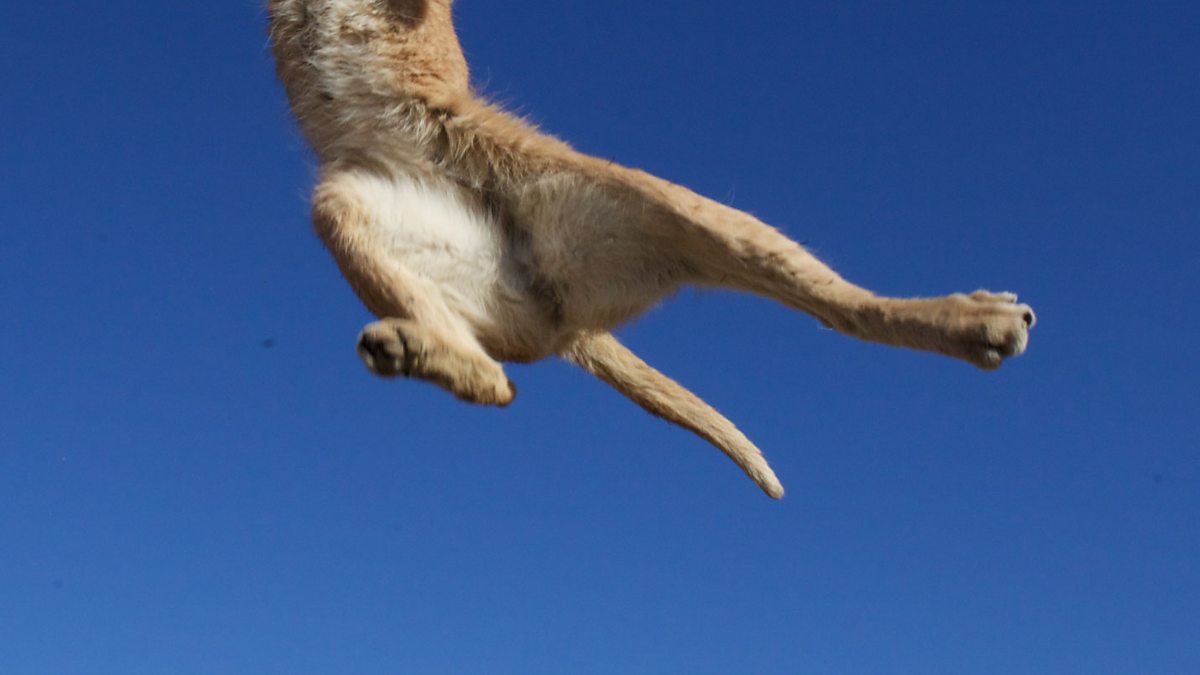 BBC One - Caracal, Namibia, Southern Africa - Life in the Air, Defying ...