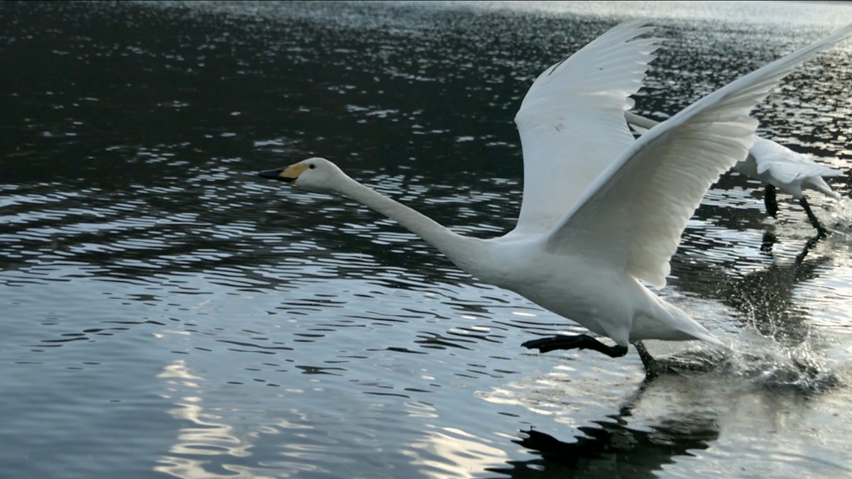 BBC One - Life in the Air, Masters of the Sky, How swans take-off