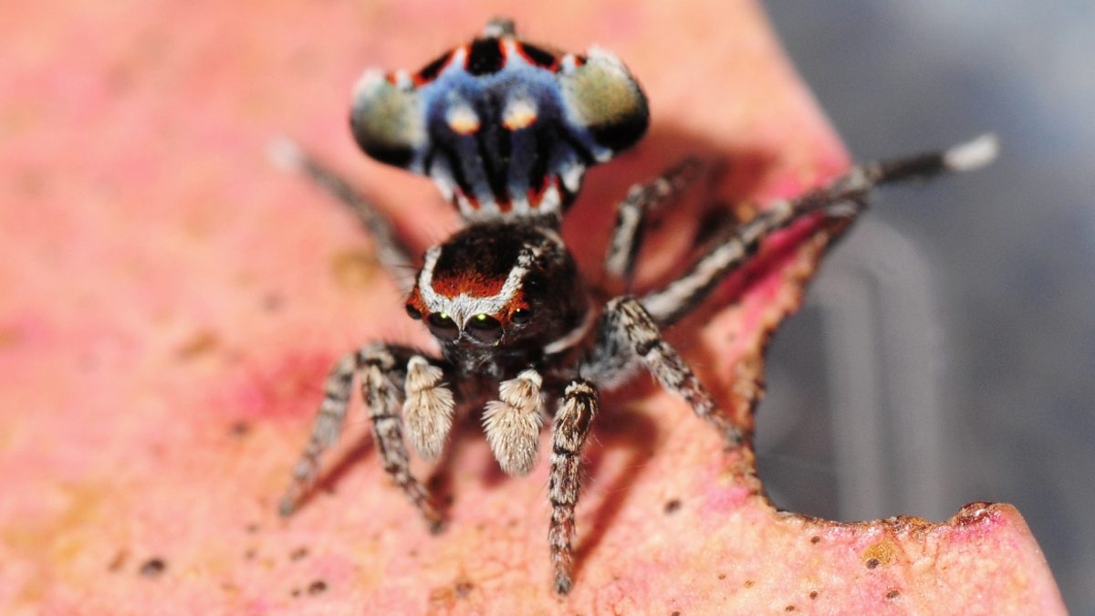 BBC World Service - Outlook, The spider that changed my life