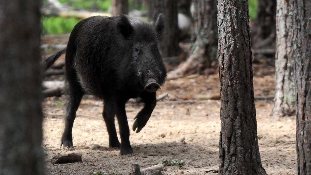 BBC World Service - World Update, Radioactive wild boars on the rampage ...