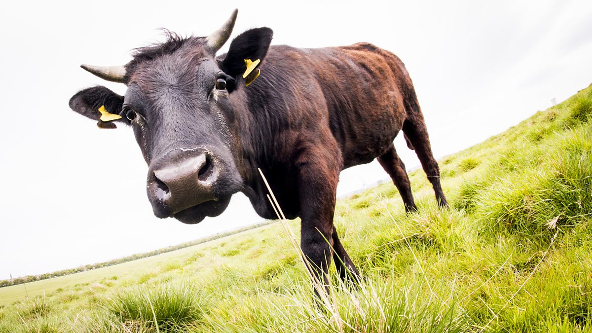 BBC Radio Newcastle - Alfie and Charlie at Breakfast, The Town Moor's ...