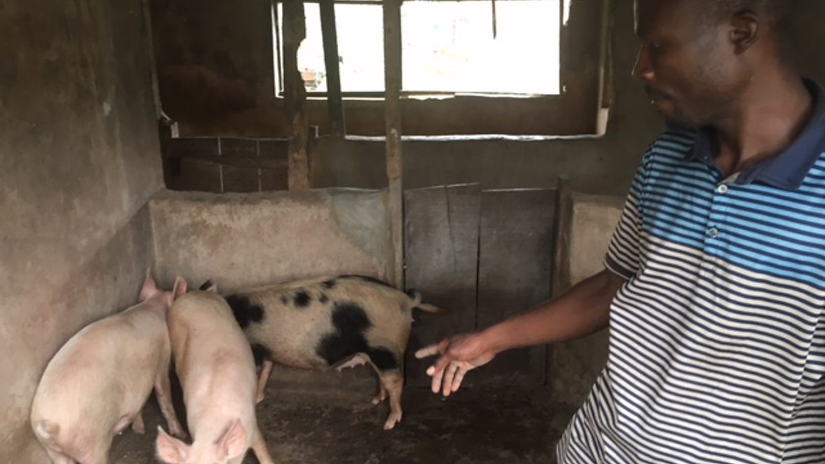 BBC World Service - The Food Chain, Animals on Antibiotics: Could Pigs ...