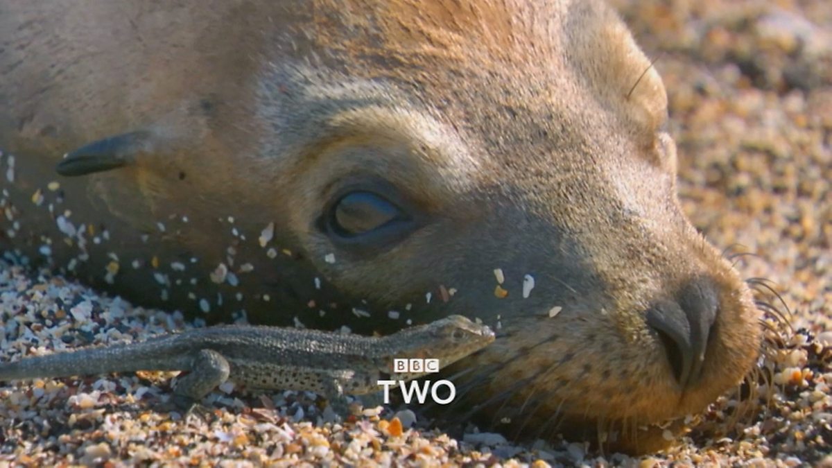 BBC Two - Natural World, Trailer: Nature's Perfect Partners - Natural World