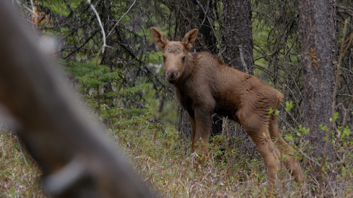 BBC Two - Natural World, 2016-2017, Meet the Moose Family, Wobbly legs