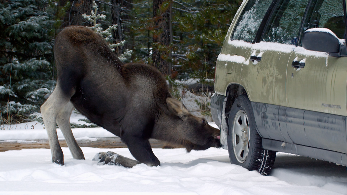 BBC Two - Natural World, 2016-2017, Meet the Moose Family, A moose’s ...